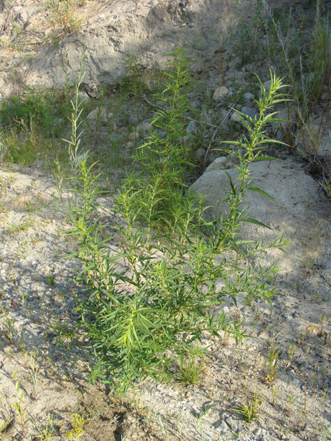 Durango Root, Datisca glomerata